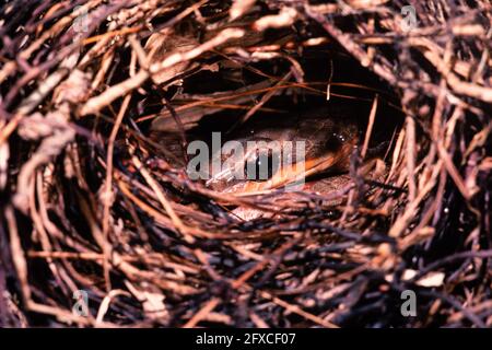 Puffing Snake, Pseustes poecilonotus, in dark habitat. Non venomous ...