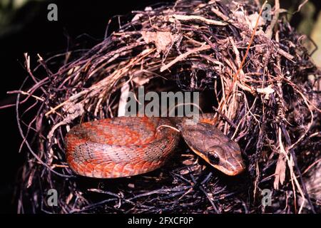 Neotropical bird eating snake (Pseustes poecilonotus) Guanacaste ...