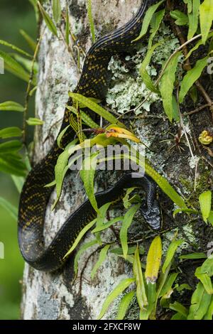 Neotropical bird eating snake (Pseustes poecilonotus) Guanacaste ...