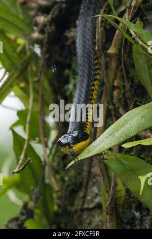 Neotropical bird eating snake (Pseustes poecilonotus) Guanacaste ...