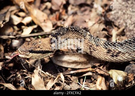 Central American bushmaster (Lachesis stenophrys), often grows to 2 m ...
