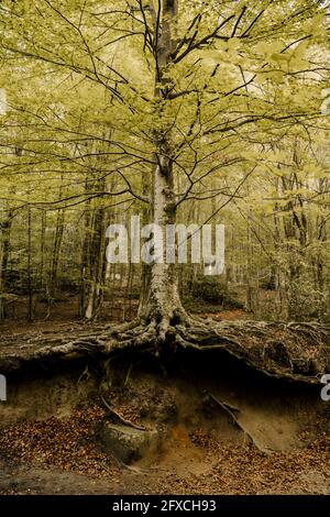 plant and tree growth underground in cave Stock Photo - Alamy