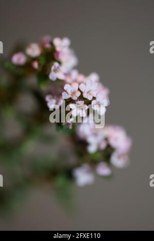 Small aromatic flower blossom close up thymus vulgaris family lamiaceae ...