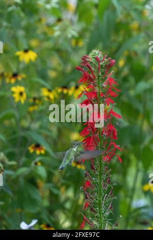 Selective focus shot of a little hummingbird flying around a red ...