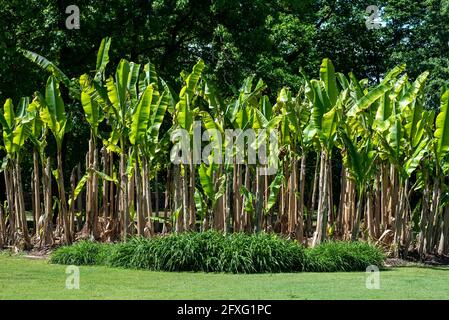 Banana trees in tropical garden. Group of big green banana leaves of ...