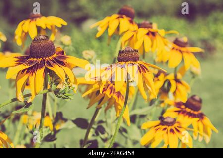 Vintage photo of rudbeckia flowers in the summer garden. Sepia effect ...
