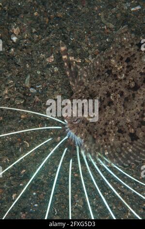 Cockatoo flounder, Samaris cristatus, Sulawesi Indonesia Stock Photo ...