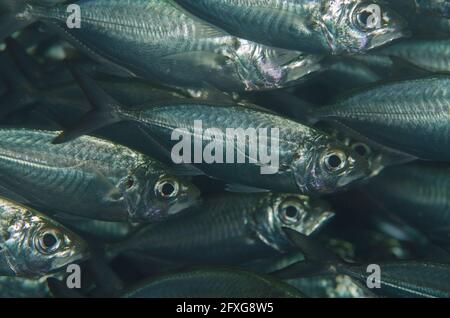 School of Herring Scad, Alepes vari, under jetty with sun, Cendana ...
