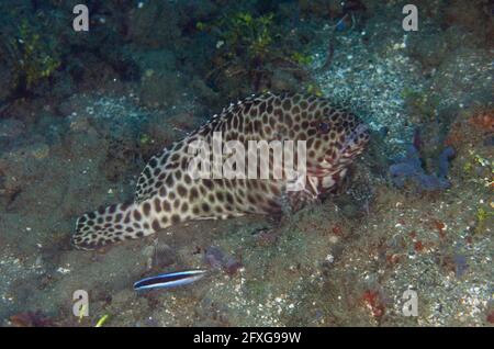 Blacktip Grouper, Epinephelus fasciatus, Laha dive site, Ambon, Maluku ...