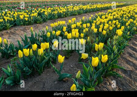 Arese - Italy - march 2019 beautiful tulips fields in Tulipani Italiani ...