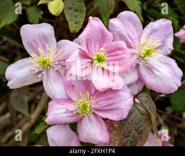 Ornamental climber Clematis montana climbing through a large hawthorn ...