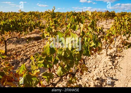 Vineyards plantation in Utiel Requena. Harvest time. Valencia, Spain ...