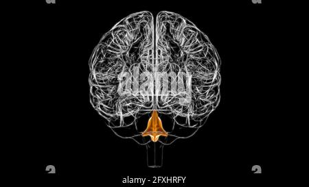 Brain Fourth Ventricles of the Brain Anatomy For Medical Concept 3D ...