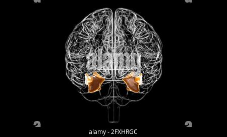 Brain fusiform Gyrus Anatomy For Medical Concept 3D Illustration Stock ...
