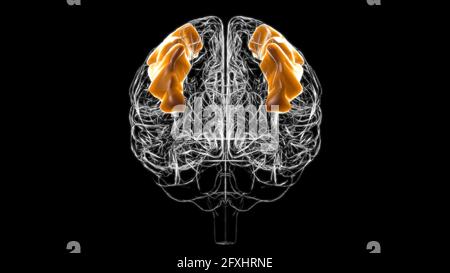 Brain middle frontal gyrus Anatomy For Medical Concept 3D Illustration ...