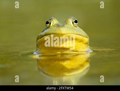 Bullfrog Rana catesbeiana Acadia national park New England USA Stock ...