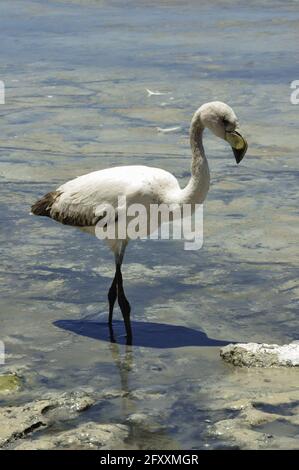 Flamingo standing in a muddy lake Stock Photo - Alamy