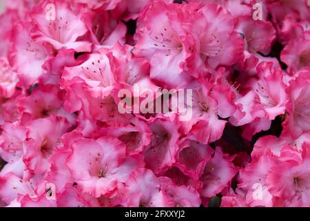 Bright Pink Azalea Bush Stock Photo - Alamy