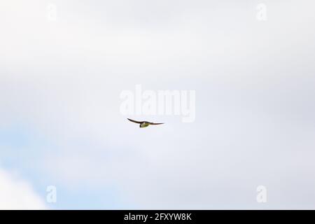 Tree Swallow Bird in Flight Stock Photo - Alamy