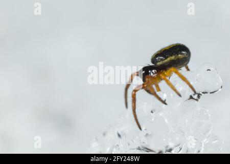 Orb-weaver (Hypsosinga pygmaea Stock Photo - Alamy