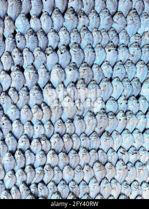 Dry Fish,dried silver belly fish or Kerala pony fish arranged ...