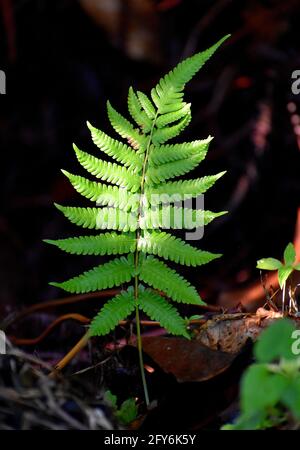 Ferns photographed during a road trip through the Trinidad North Coast ...