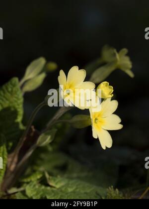 Close up of common primroses (primula vulgaris) in bloom Stock Photo ...