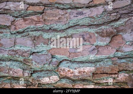 Closeup view of chunky pine tree bark with tiny holes all around and ...