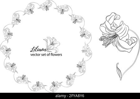 vector set of flowers and Lily buds. Lílium Stock Vector Image & Art ...