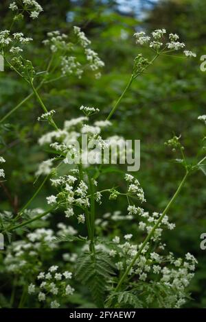 Vertical shot of flowering Anisteroot plant in the garden Stock Photo ...