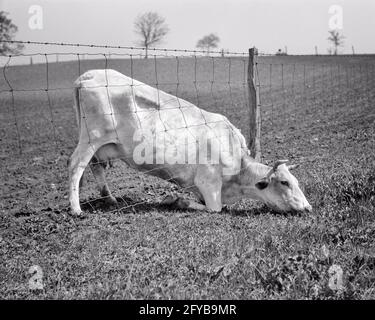 Cow kneeling to see if the grass is greener on the other side Stock ...