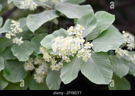 The white flowers of a Common Whitebeam (Sorbus aria) tree Stock Photo ...