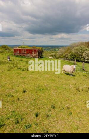 WW2 defensive Pill Box situated just off the South Downs Way at Highden ...