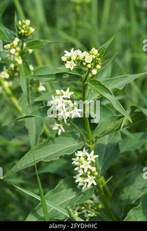 white swallow-wort, Schwalbenwurz, Vincetoxicum hirundinaria ...