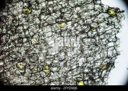 Ginger under the microscope Stock Photo - Alamy