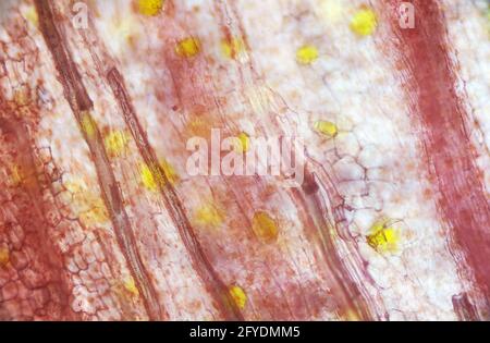 Ginger under the microscope Stock Photo - Alamy