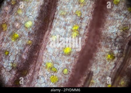 Pickled ginger root under the light microscope, magnification 100 times ...