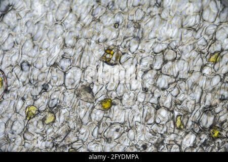 Ginger under the microscope Stock Photo - Alamy