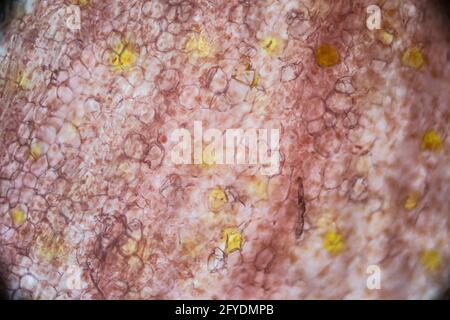 Pickled ginger root under the light microscope, magnification 100 times ...