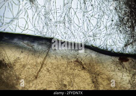 Kombucha tea macro close up under the light microscope, magnification ...