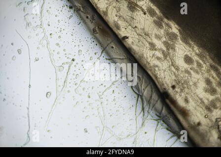 Kombucha tea macro close up under the light microscope, magnification ...