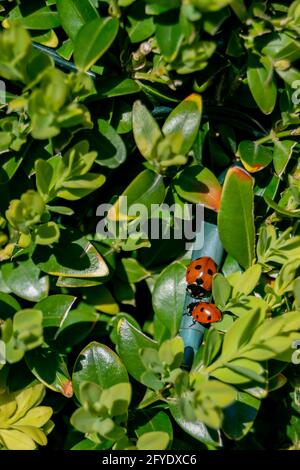 Two seven spot ladybird Coccinella septempunctata on green leaves ...