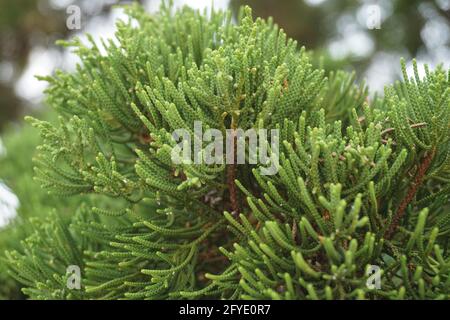 Sheoaks (Casuarinaceae, Allocasuarina) with natural background Stock ...
