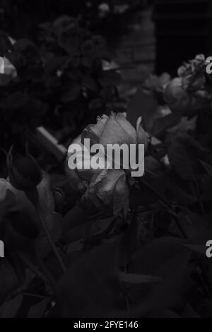 Grayscale shot of a beautiful rose in the garden Stock Photo - Alamy