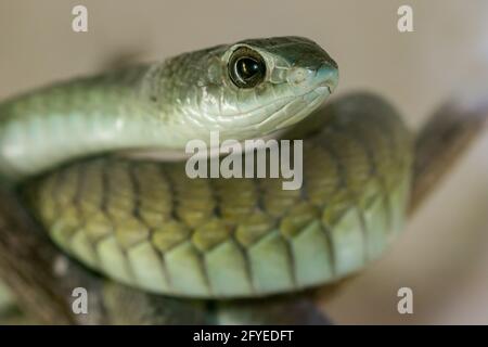Boomslang (Dispholidus typus) snake, female, iSimangaliso Wetland Park ...