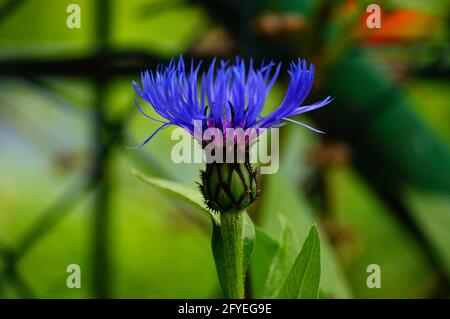 An ornamental form of the cornflower in detail Stock Photo - Alamy