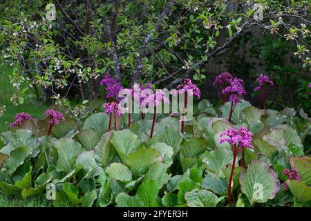 Pink Bergenia flowering plant detail Stock Photo - Alamy