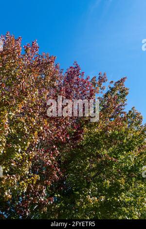 Liquid Amber Tree Stock Photo - Alamy