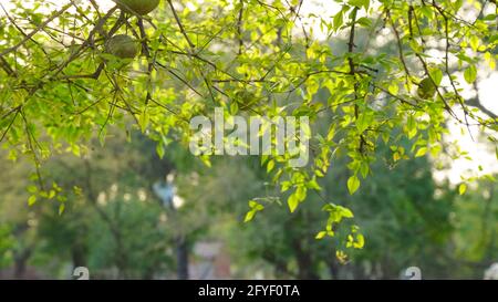 Bael leaves, Aegle marmelos, bili, bhel, Bengal quince, golden apple ...