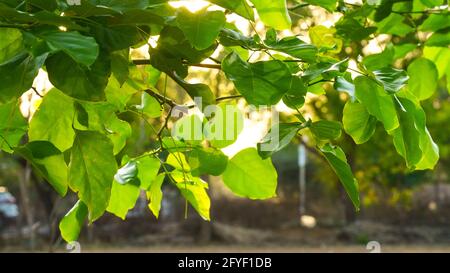 Bael leaves, Aegle marmelos, bili, bhel, Bengal quince, golden apple ...